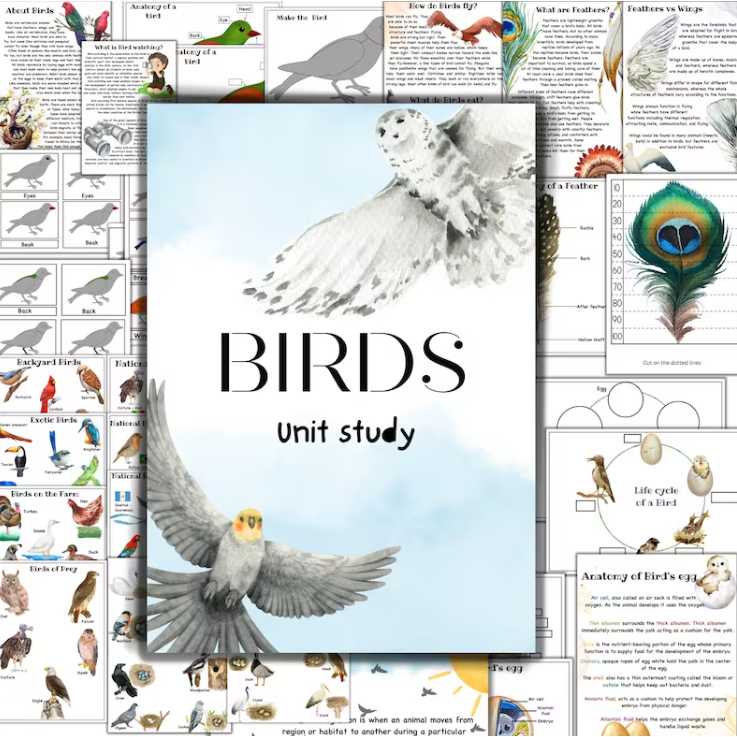 PDF] Birds Unit Study 99 pgs Preschool Busy Quiet Book Kids Activity ...