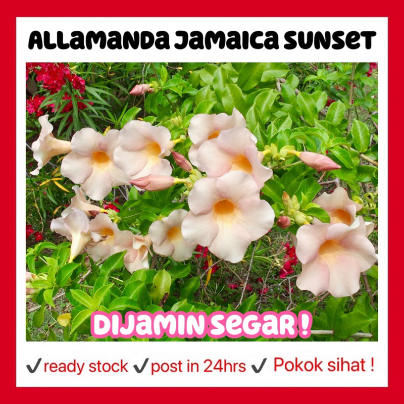 RINA • allamanda Jamaica sunset • cream and peach flower live outdoor ...