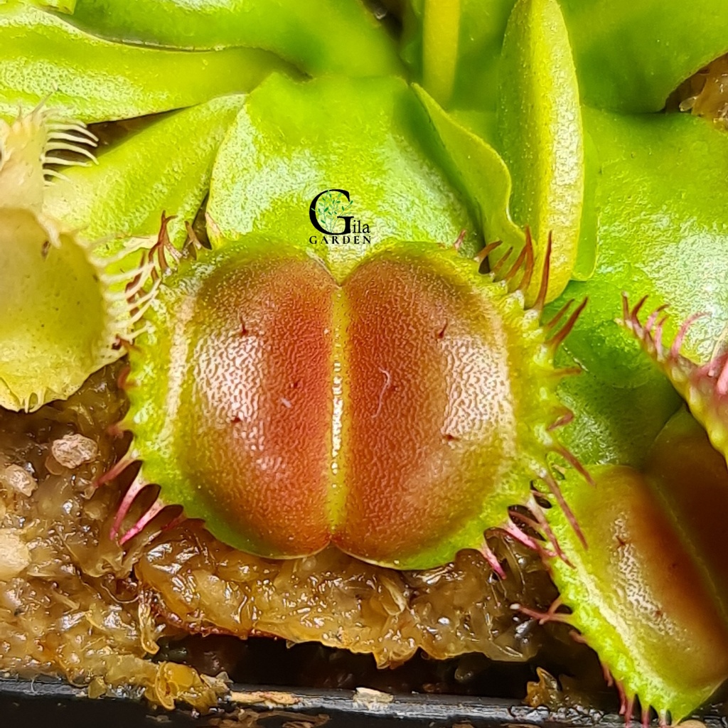 Venus Flytrap Moon Trap [Dionaea Muscipula, Venus Flytrap][Carnivorous Plants][GILAGARDEN ...