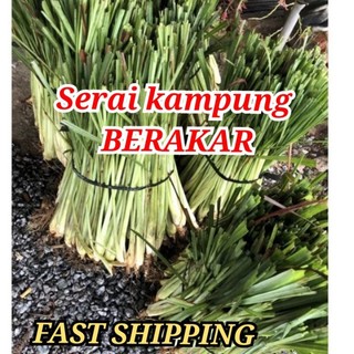 serai - Prices and Promotions - Feb 2024 | Shopee Malaysia