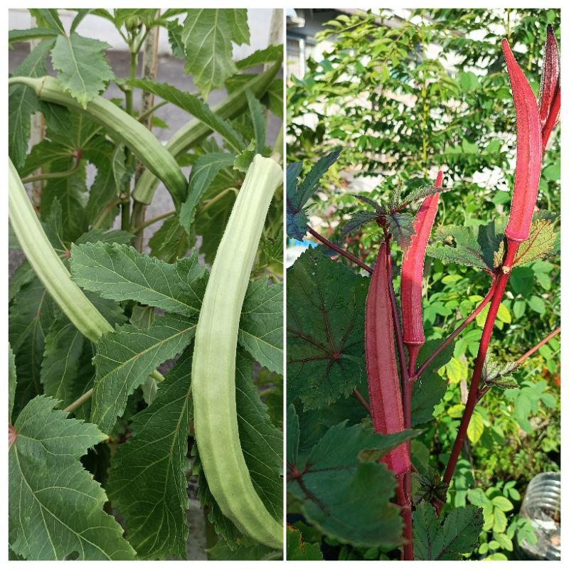 BIJI BENIH BENDI PANJANG/BENDI MERAH / LONG OKRA / RED OKRA ( 25PCS ...