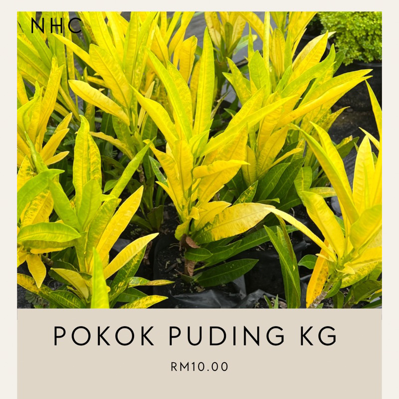 pokok bunga puding kampung kuning hijau | Shopee Malaysia