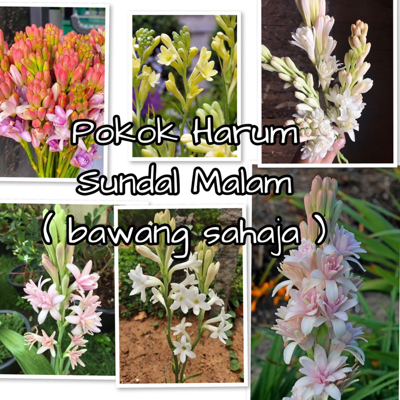 Tuberoses @ Bunga Harum Sundal Malam yang sangat sangat wangi ( bulb ...
