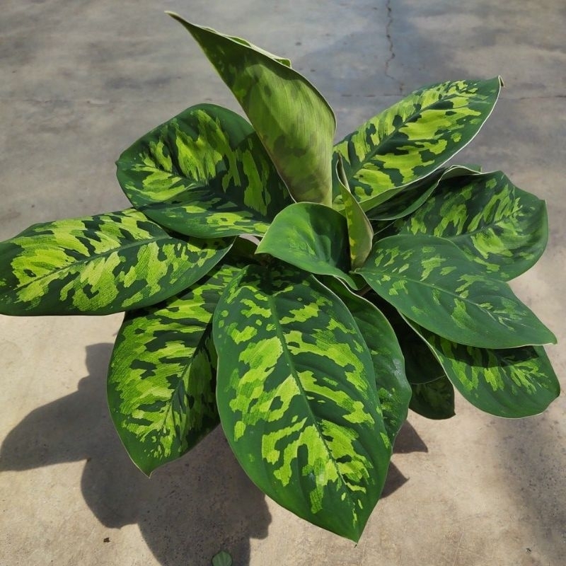 Happi Go 1 Pot Homalomena Army 迷彩千年健 | Shopee Malaysia