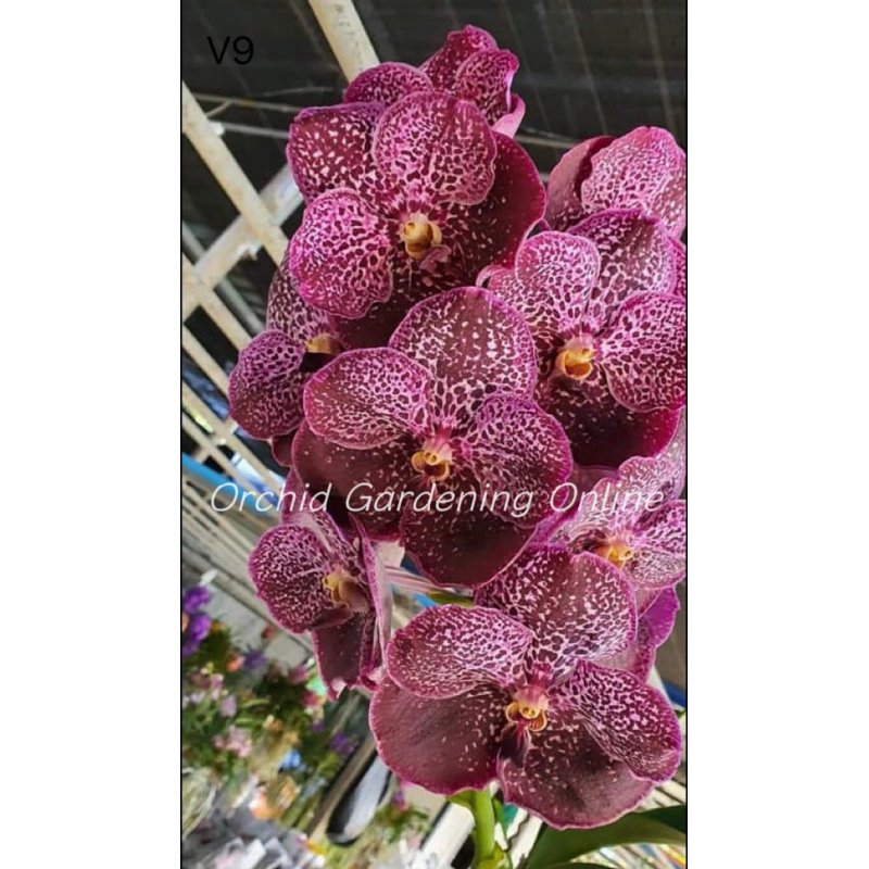 vanda orkid(baby plant) | Shopee Malaysia