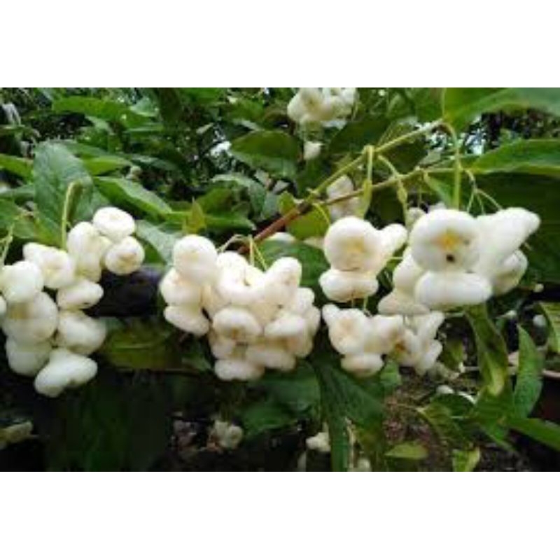 Bertih Putih/Pokok Jambu Bertih | Shopee Malaysia