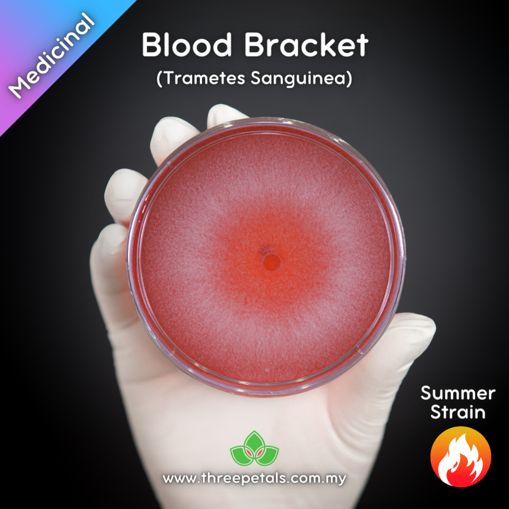 Blood Bracket (Trametes Sanguinea) Live Mycelium Mushroom Culture Spawn ...