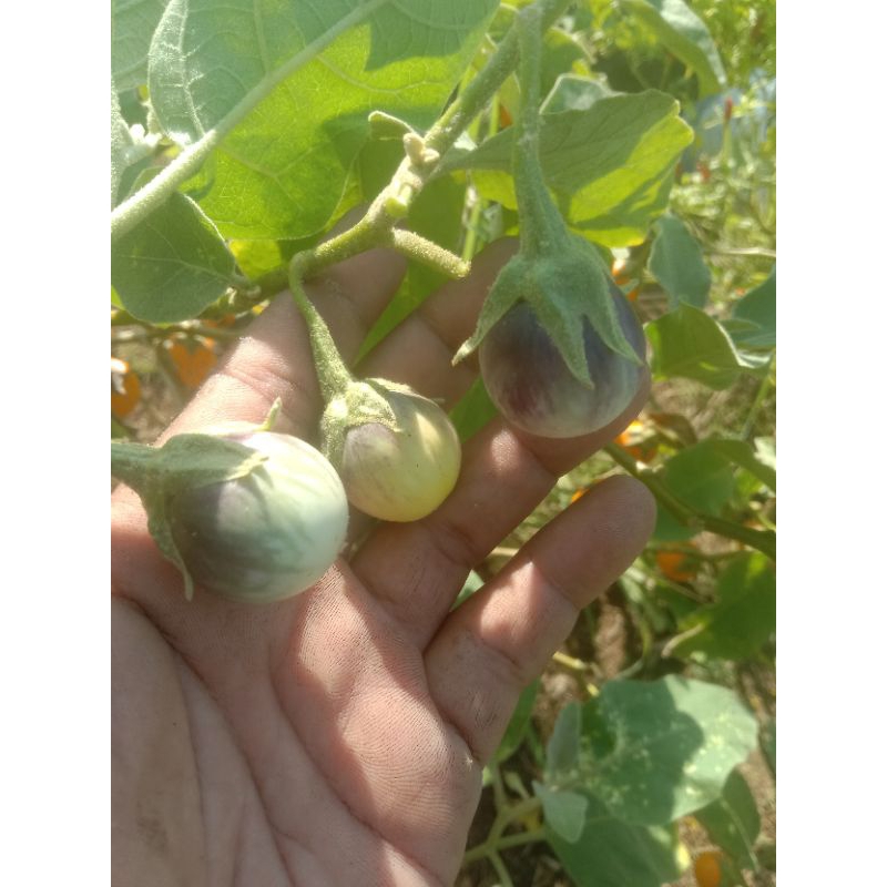 benih terung ulam aurora hijau ungu. RM2.99 16 biji benih | Shopee Malaysia