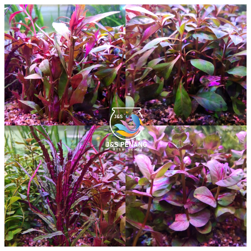 【Ready Stock】Red Water Plants - 1 Bunch of Aquatic Plant - WEST ...