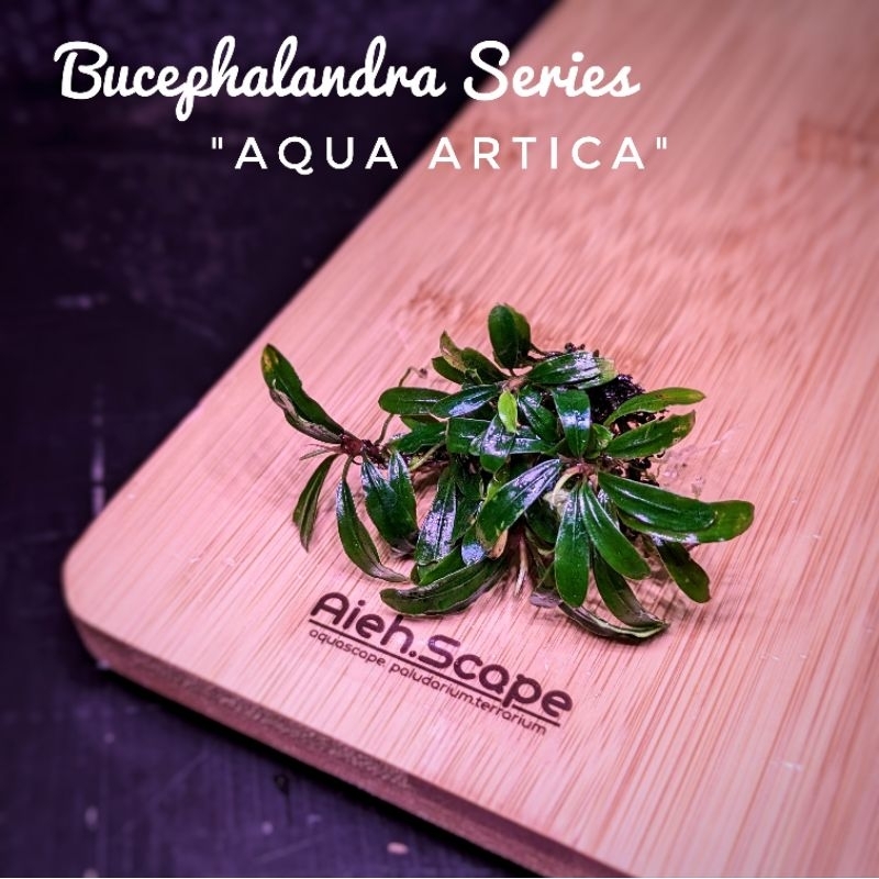 [BUY 4 FREE 1] Bucephalandra Sp. Aqua Artica (Stalk) Rare aquatic ...