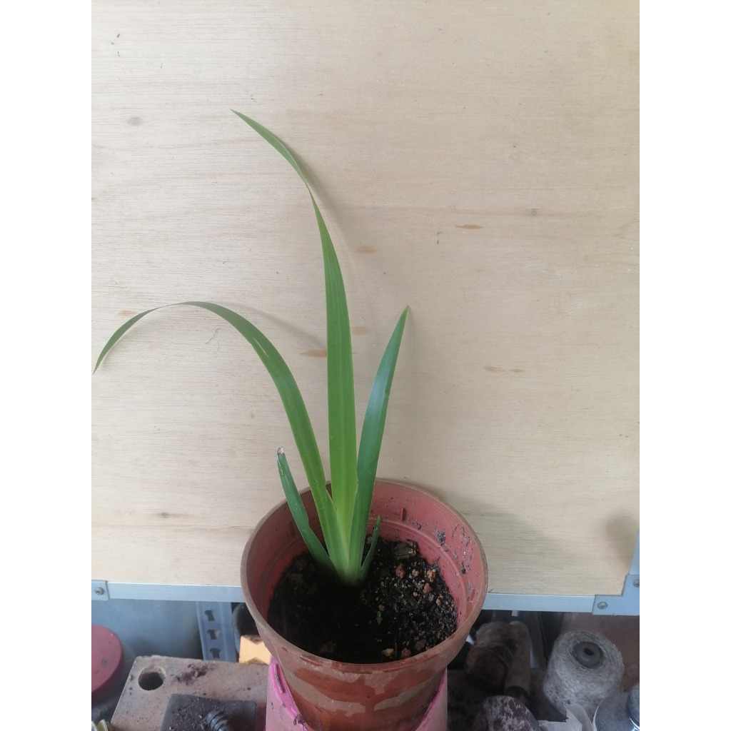 pokok jerangau daun lebar dalam polybag, bunga mcm bunga okid (pokok ...