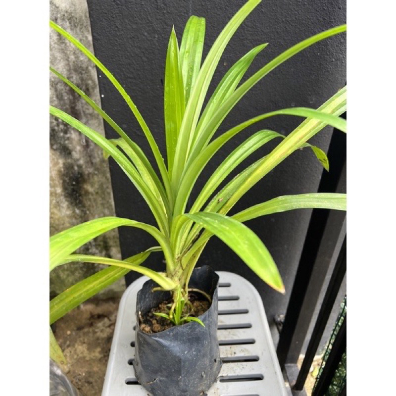 Pandan Daun Wangi masakkan dan buat kuih | Shopee Malaysia
