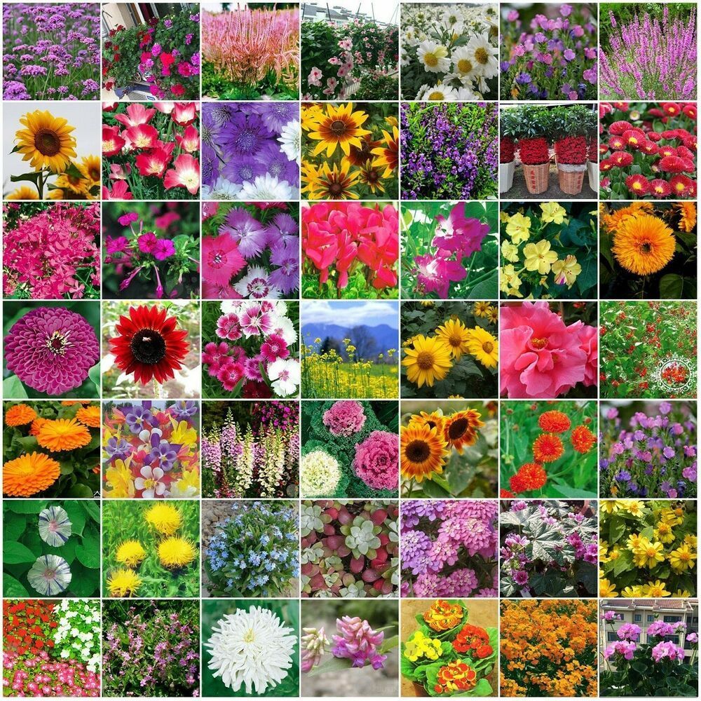 🔥 CLEARANCE SALE🔥Biji Benih/ VEGETABLES FRUIT FLOWER SEEDS/SAYUR/BUNGA ...