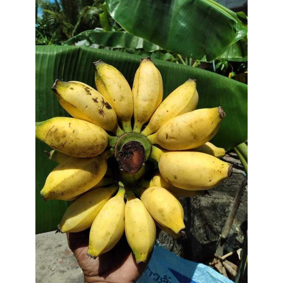 Sulur Pisang Tahi Gajah (Siam) | Shopee Malaysia