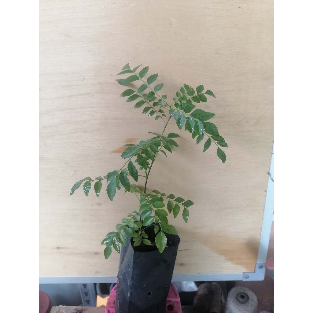 pokok kari btg kemerahan bau kuat, dalam polybag (herba masakan ...