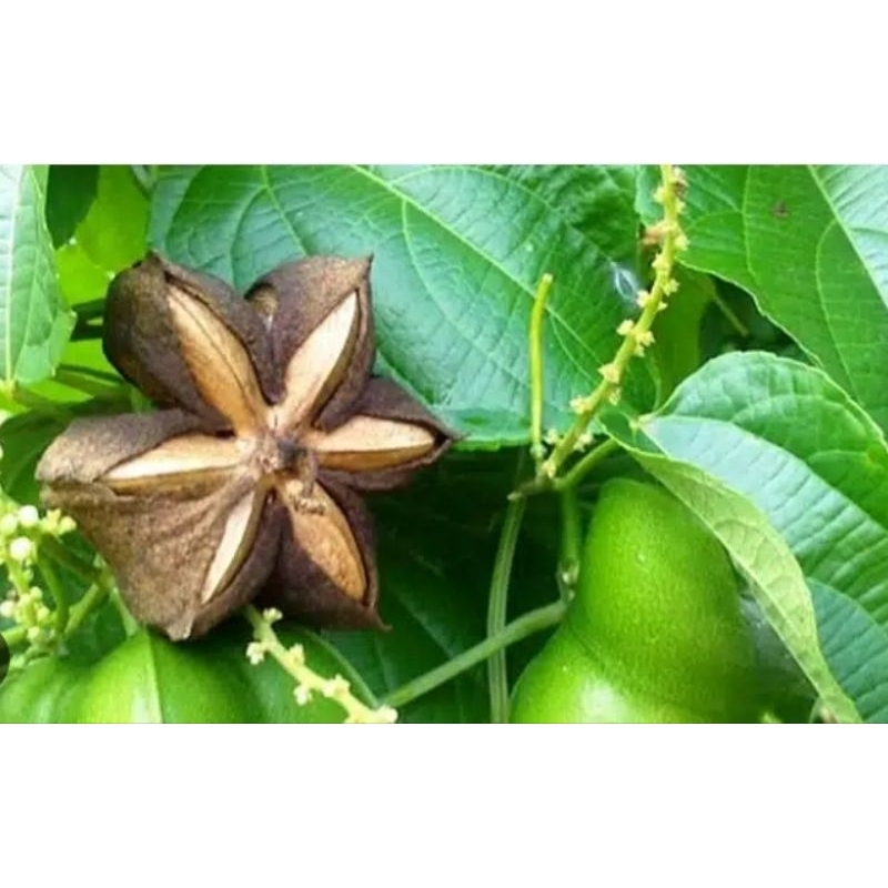 Benih Sacha Inchi (6biji) | Shopee Malaysia