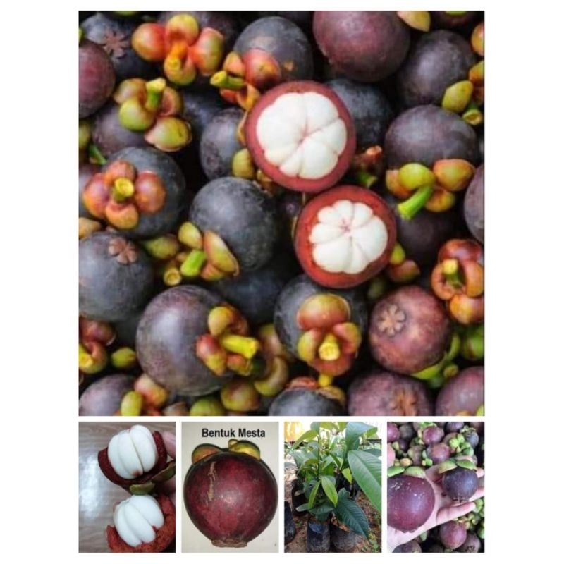 Anak pokok manggis mesta kawin | Shopee Malaysia