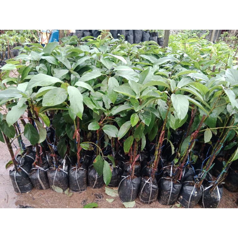 Anak Benih Pokok Buah Avocado Booth 7 Hybrid | Shopee Malaysia
