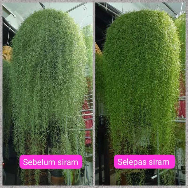 HANGER AIRPLANT (dawai semai janggut) | Shopee Malaysia