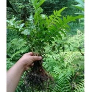 anak pokok pucuk paku segar 14pokok | Shopee Malaysia