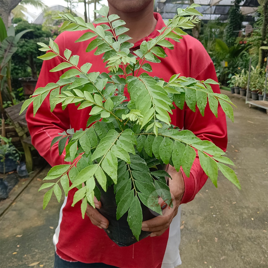 [Paling Horticulture Sdn Bhd] Daun Kari Besar | Young Curry Tree ...