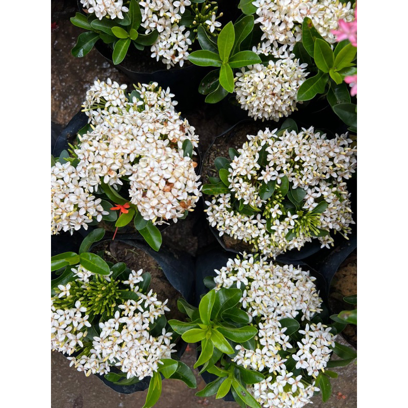 Ixora Bunga Tahan Panas / Pokok Jenjarum | Shopee Malaysia