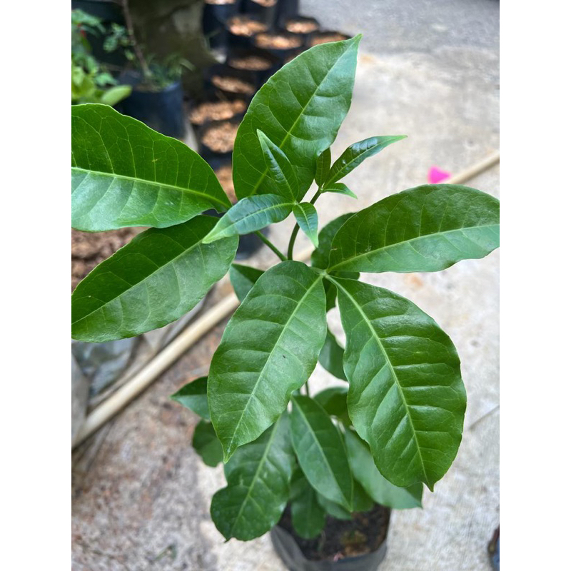 Tenggek Burung Pokok Ulam | Shopee Malaysia