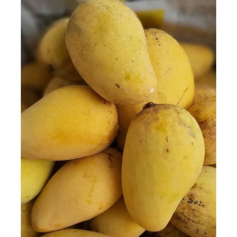 Mangga Chokanan 1KG ManiSSS Boss | Shopee Malaysia