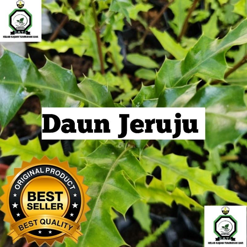 Daun Jeruju untuk perubatan🔥💯Ready Stock (1 pack 25 Helai) | Shopee ...