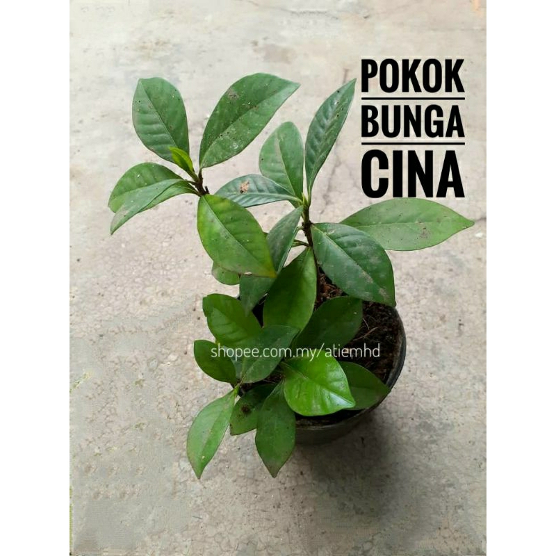 Pokok Bunga Cina **Anak pokok dalam polybag @ Keratan batang -1 pc ...
