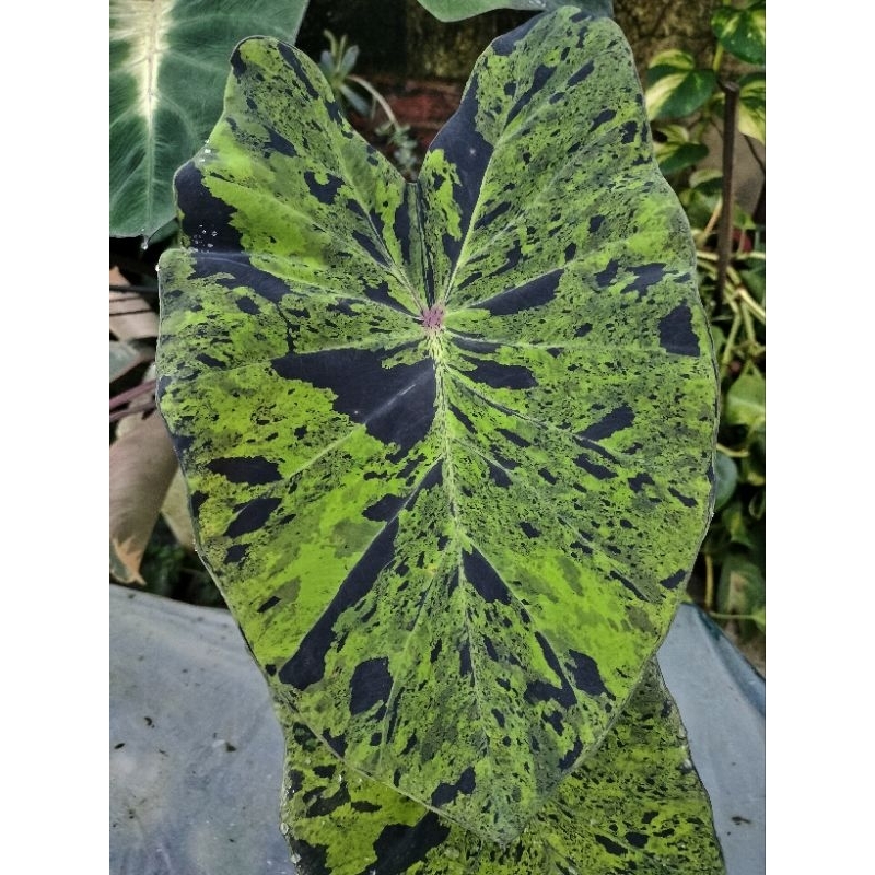 Keladi Mojito USA (Colocasia) – Pokok Hiasan Import Corak Menarik | Shopee Malaysia