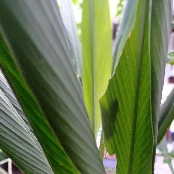 Ulam / Daun Temu Pauh/Mangga ~ 250gm RIZOM /10 helai Daun Temu | Shopee ...