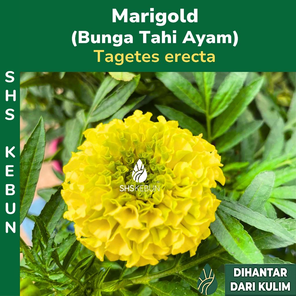 Marigold Flower Plant Live Plant Bunga Tahi Ayam Tumbuhan Hidup Hiasan ...