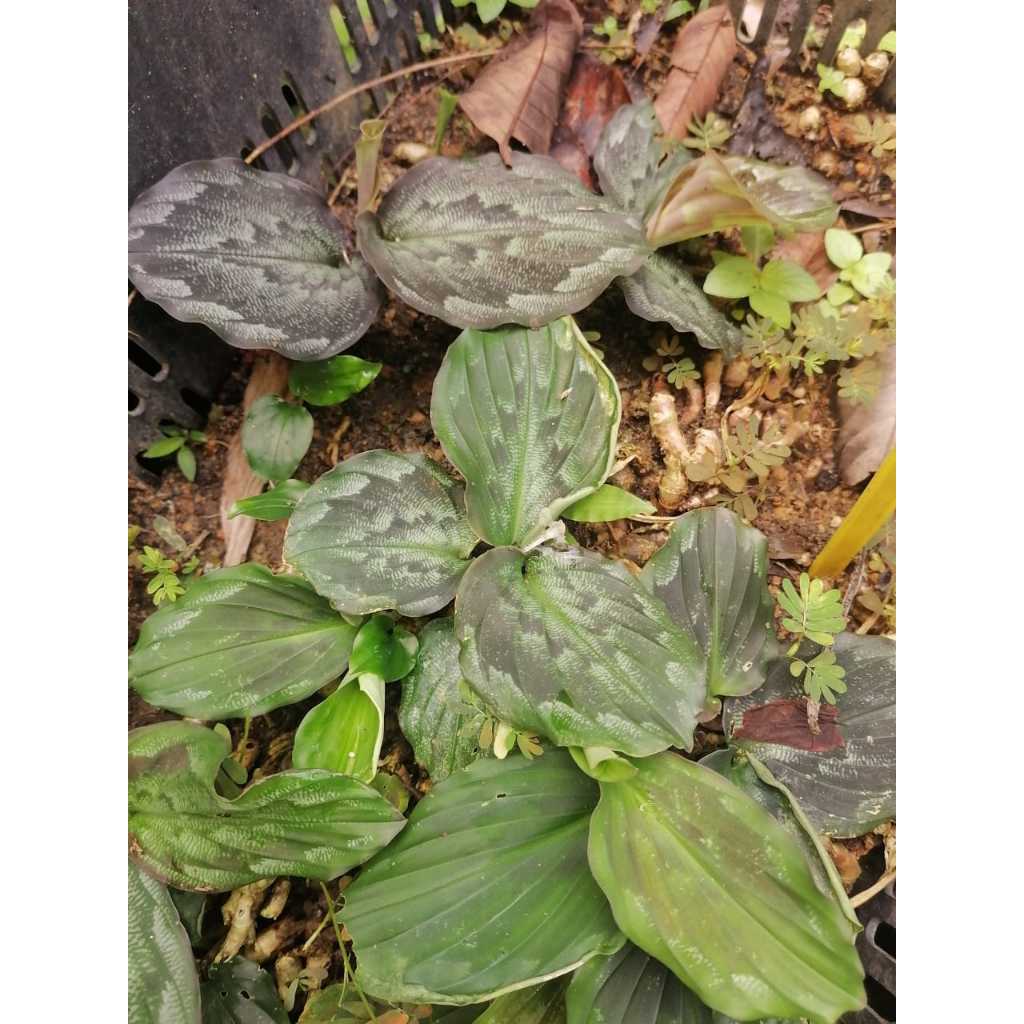 pokok cekur batik, dalam polybag, pokok rimbun, stabil (pokok herba ...