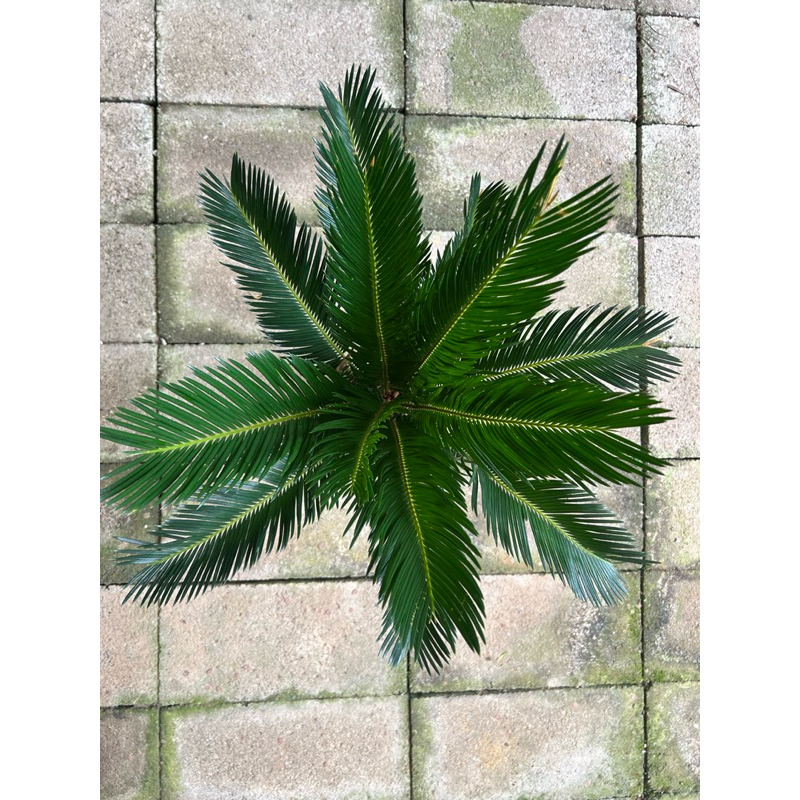 TKP, Cycas Revoluta ,Sago Plam , Fengshui Plant,苏铁，Indoor Plant , 室内植物 ...