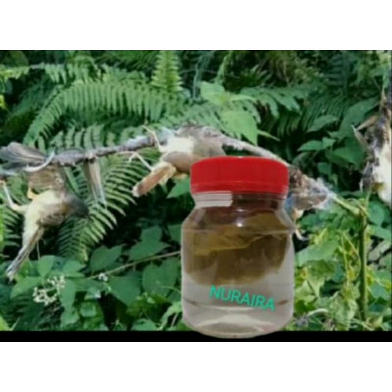 Getah burung - Bird Gum Dari Susu Pokok Getah | Shopee Malaysia