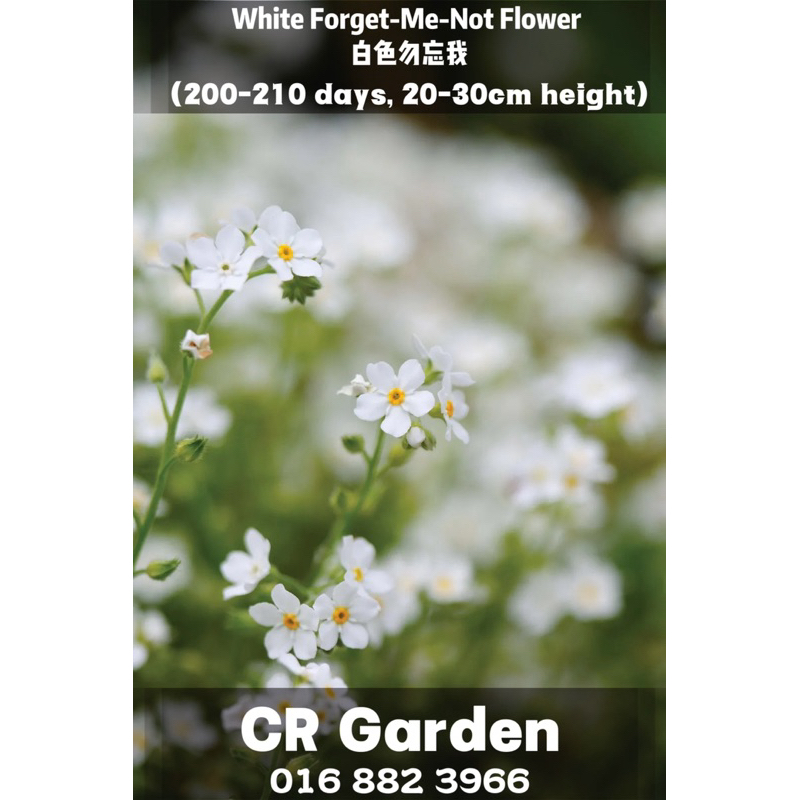 White Forget-Me-Not Flower 20 Seeds 白色勿忘我 20粒 (200-210 days, 20-30cm ...
