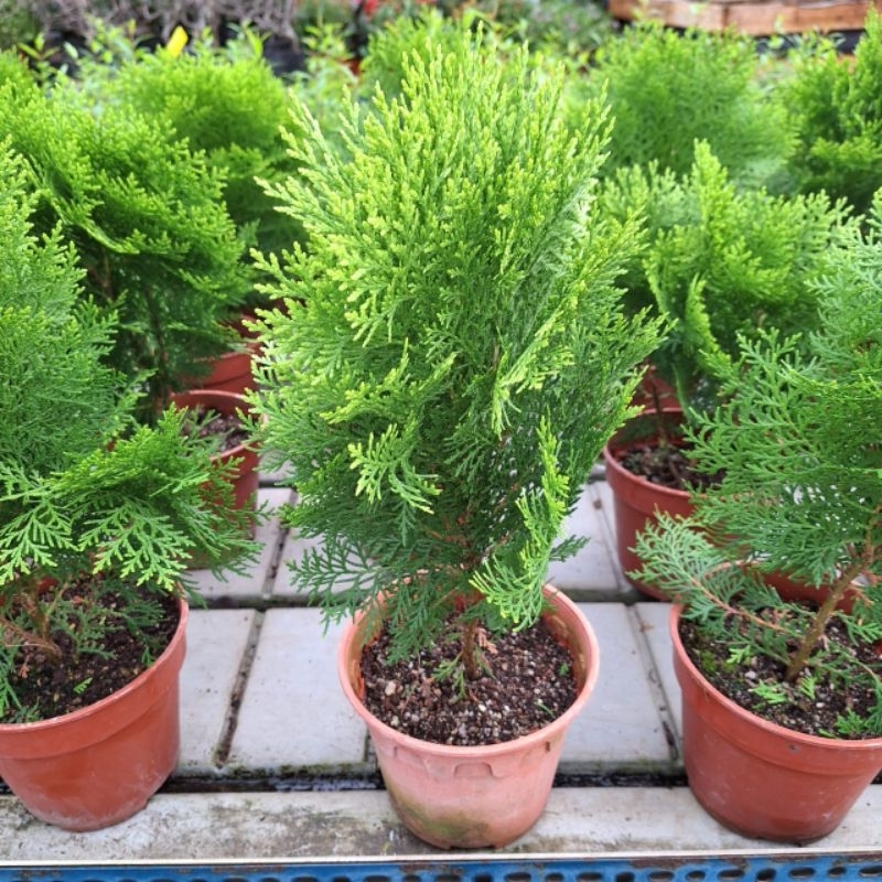 Pokok Thuja pine Blue pine Christmas tree pokok hidup | Shopee Malaysia