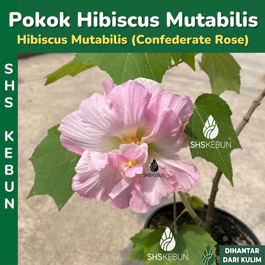 Pokok Bunga Raya Hibiscus Mutabilis Confederate Rose Pokok Laki Pukul ...