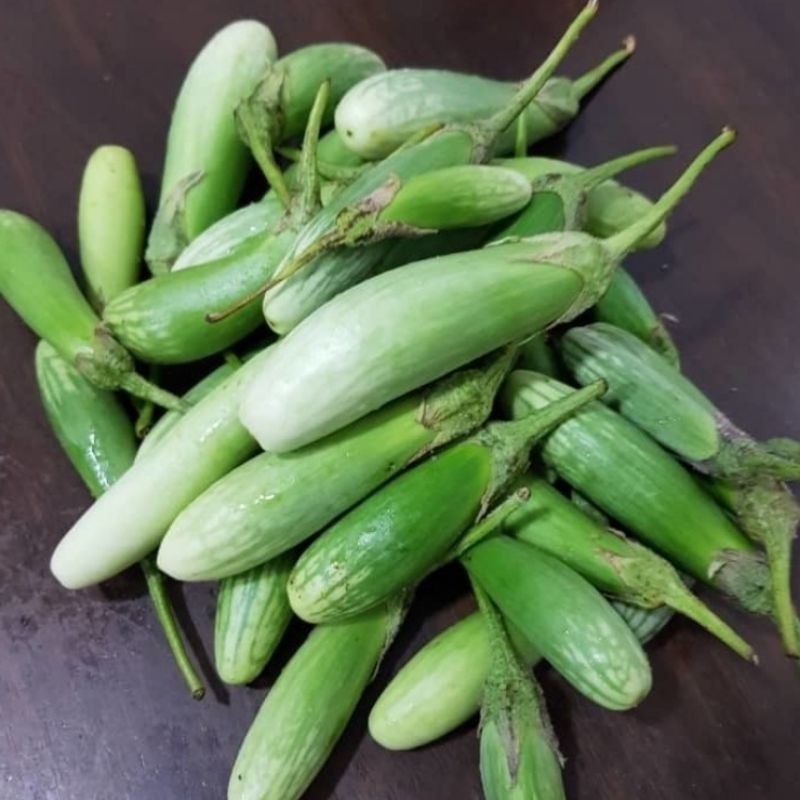 anak pokok terung ulam | Shopee Malaysia