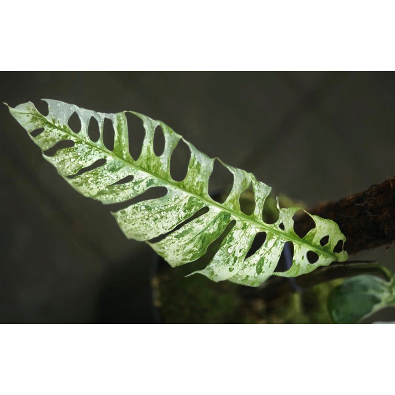 Epipremnum pinnatum Sp Bali Hanoman | Shopee Malaysia