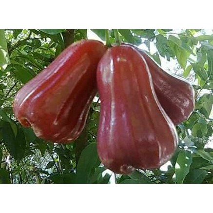 Benih Pokok Jambu Air Merah Thai | Shopee Malaysia