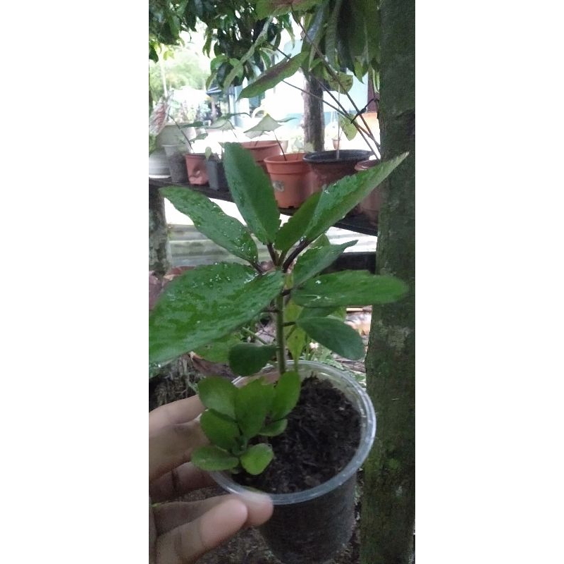 pokok setawar (pokok besar) | Shopee Malaysia