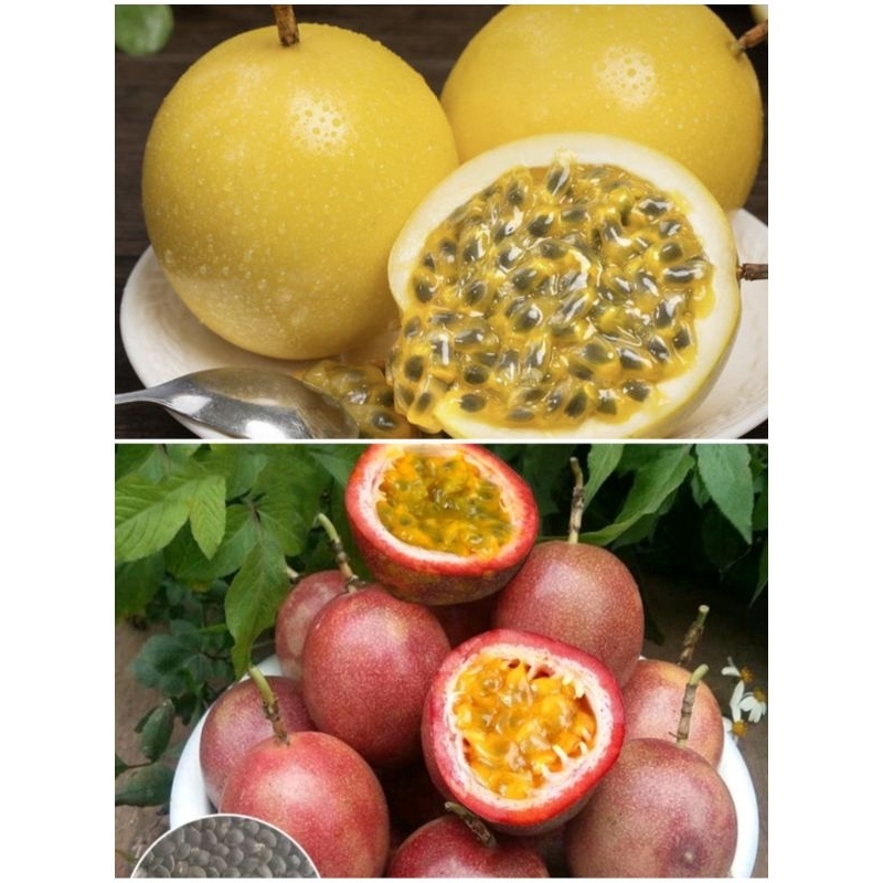 RED or YELLOW Passion Fruit Seed import quality/进口红黄百香果种子 15 seed per ...