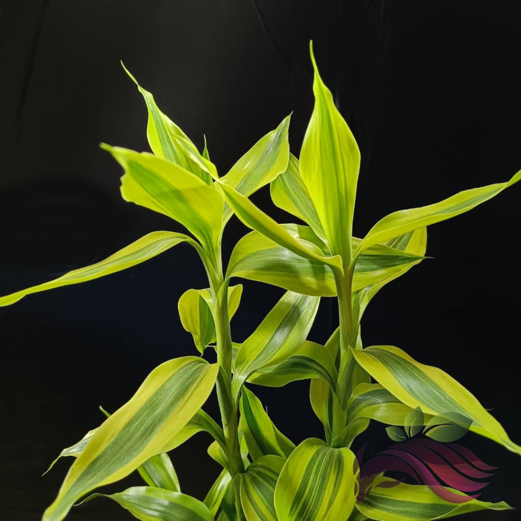 [Indoor Plant] Lucky Bamboo Curly Bamboo Lucky Bamboo Variegated 转运竹 ...