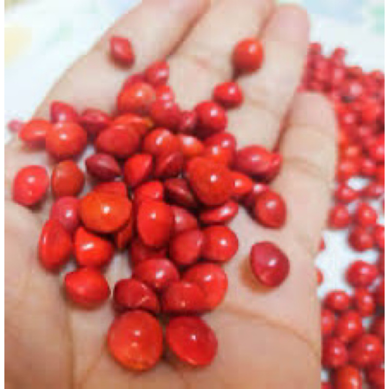 Biji saga/red lucky seed original biji saga ok | Shopee Malaysia