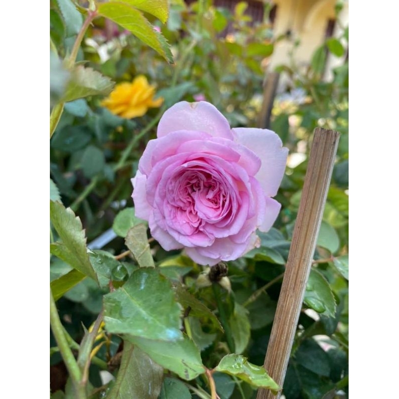 POKOK BUNGA ROSE MAWAR THAILAND LIVE PLANT POLIBAG (8inci) WANGI MURAH!!! | Shopee Malaysia