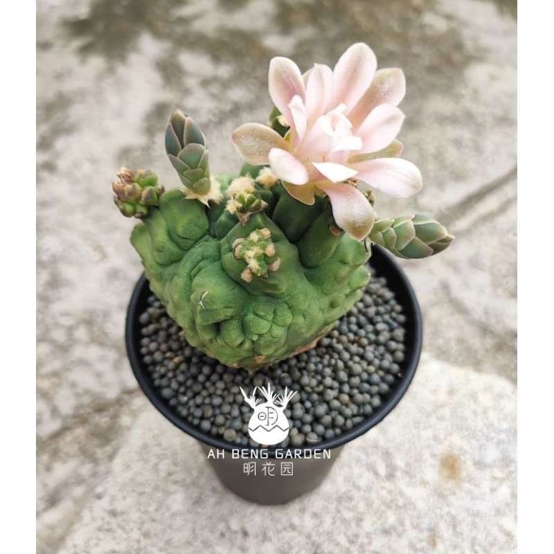 AH BENG GARDEN: Gymnocalycium Anisitsii Transformers 翠晃冠石化 | Shopee ...
