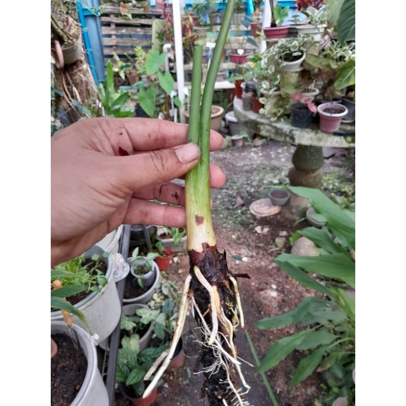 2x keratan umbisi/keratan kemoyang hijau tanpa daun | Shopee Malaysia