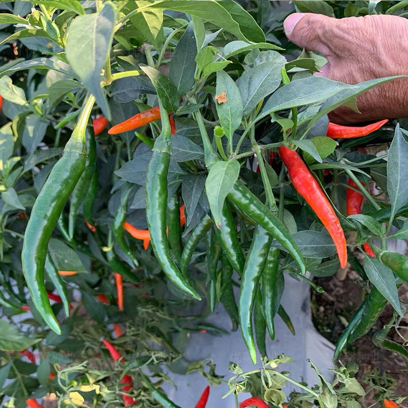Thai Large chili kampung super spicy - 15seeds | Benih Super Pedas Thai ...